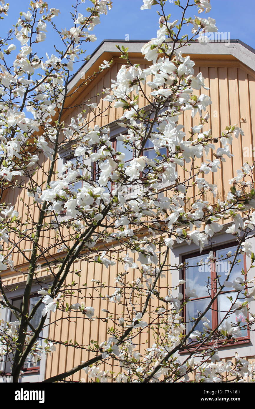 Old magnolia hi-res stock photography and images - Alamy