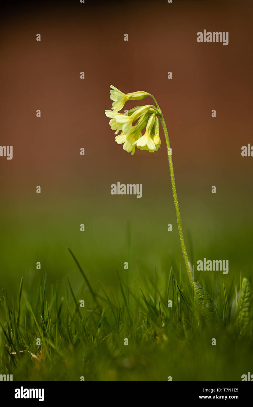 cowslip in front of green and red blurred background Stock Photo - Alamy
