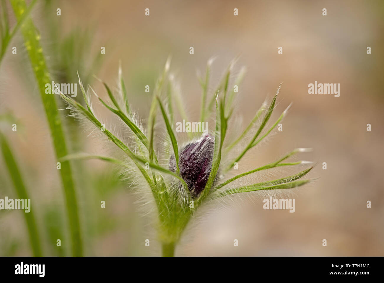 little bud of a oasque flower endangered plant Stock Photo - Alamy