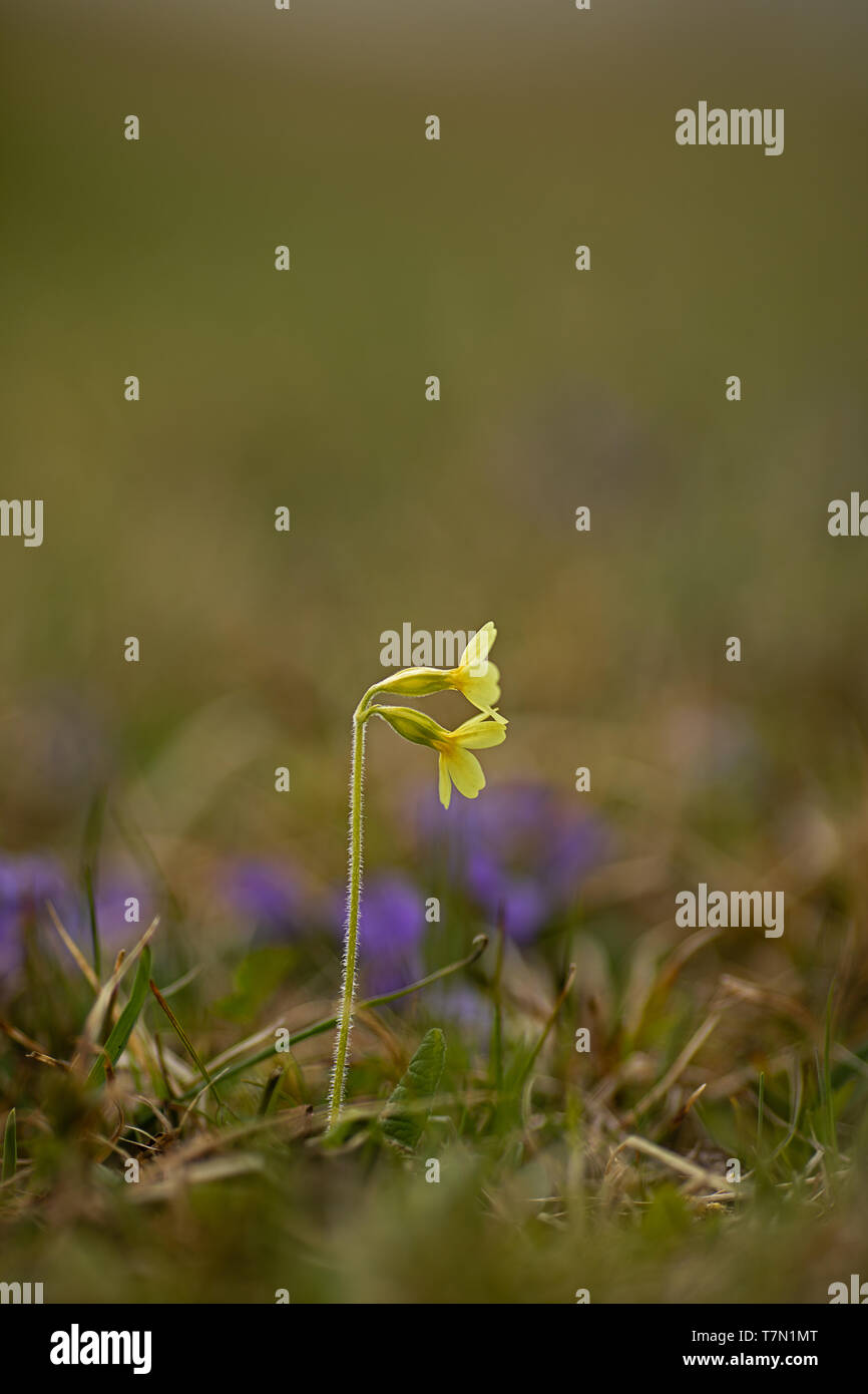 little cowslip with just two blossoms Stock Photo - Alamy
