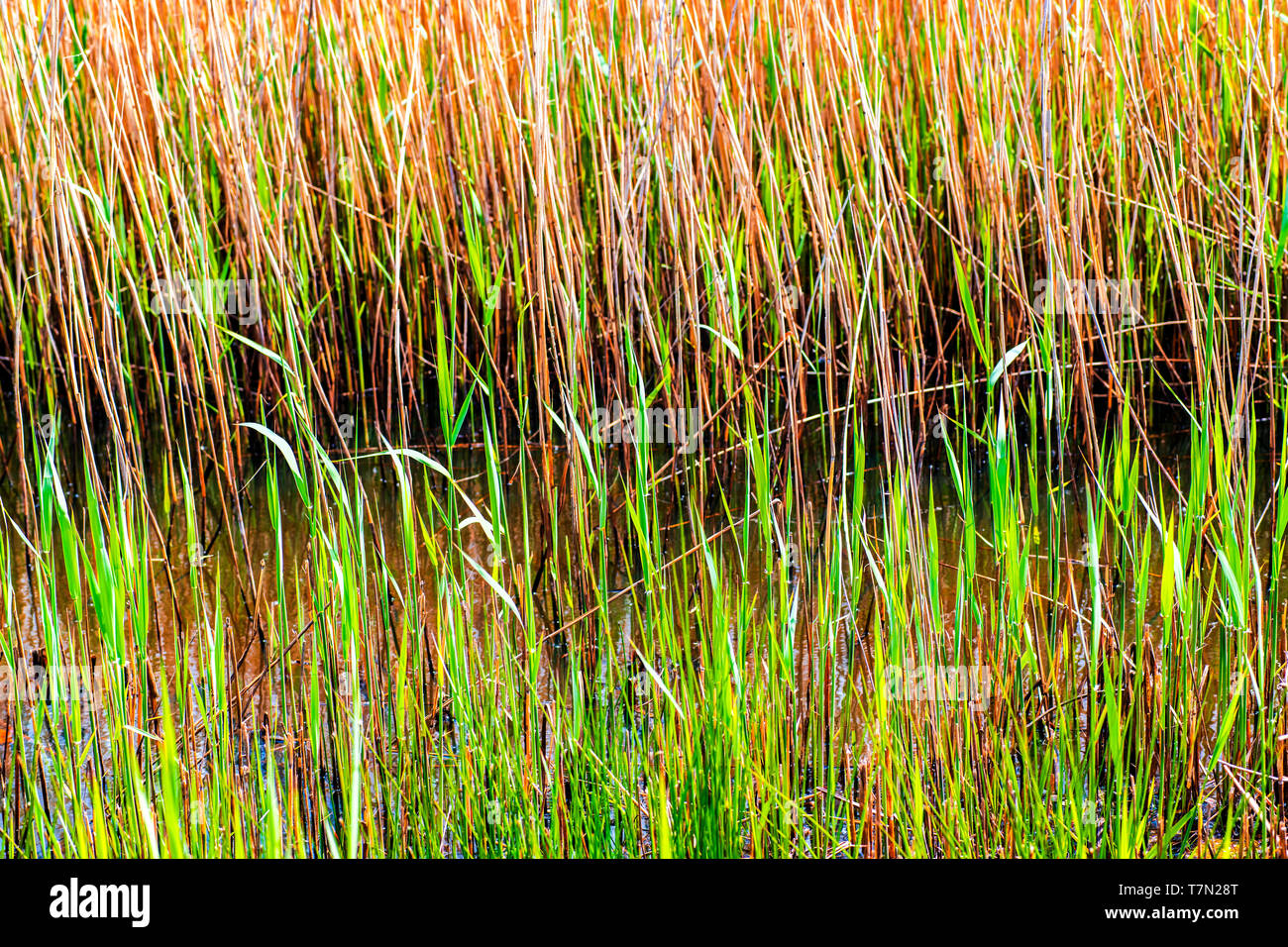 New Reeds background poster Stock Photo - Alamy