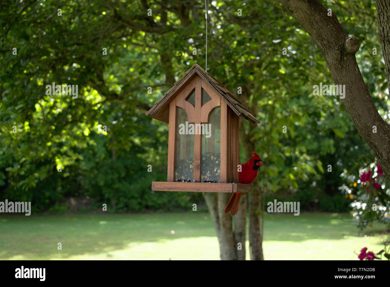 Peekaboo bird hi-res stock photography and images - Alamy