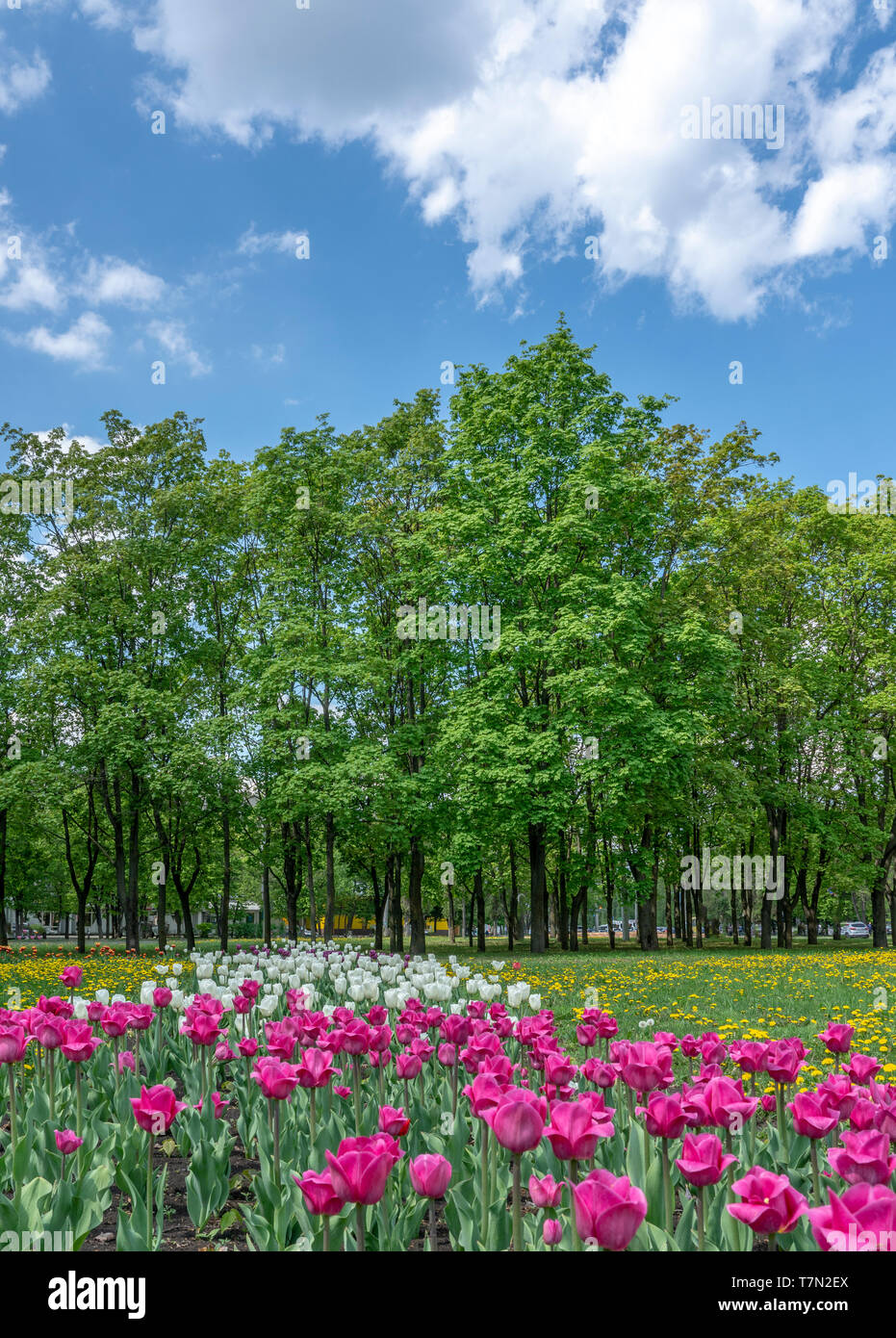 urban landscape with tulips and trees against a blue sky with clouds ...