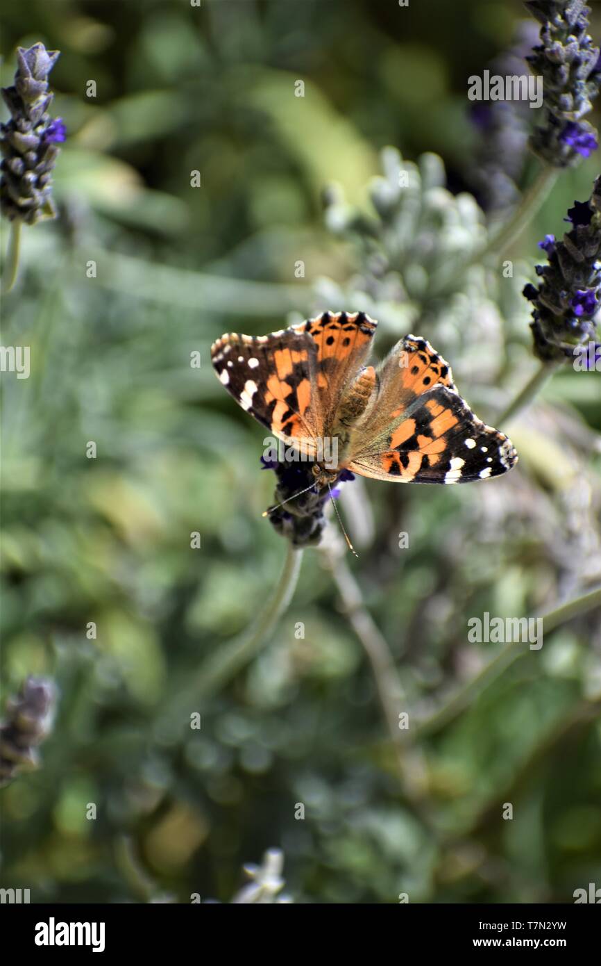 Butterfly migration hi-res stock photography and images - Alamy