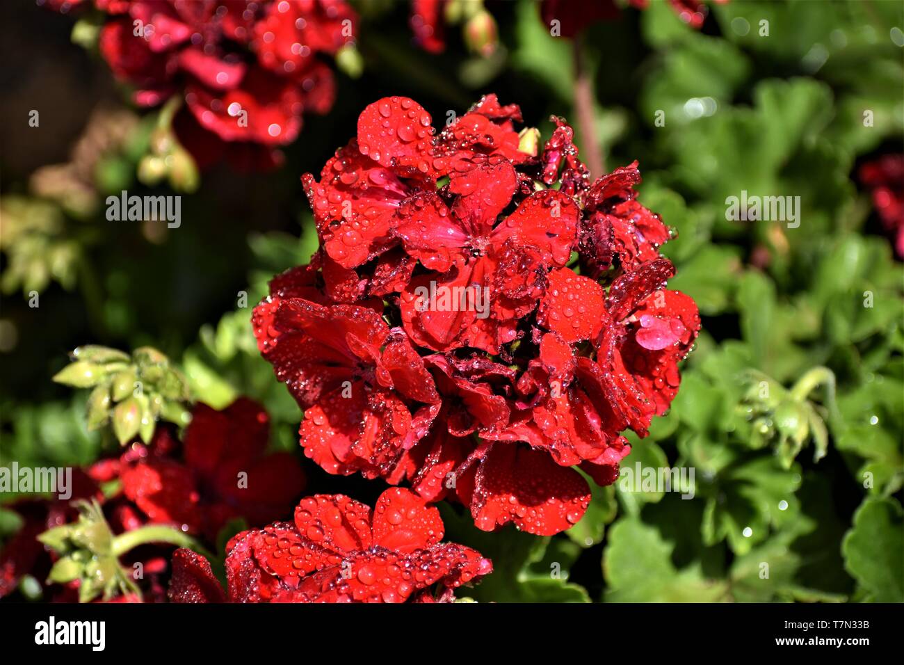 Red plants hi-res stock photography and images - Alamy