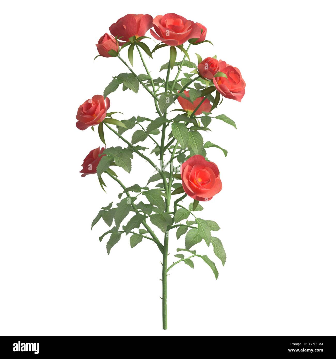Rose bush isolated on the white background 3d illustration Stock Photo ...