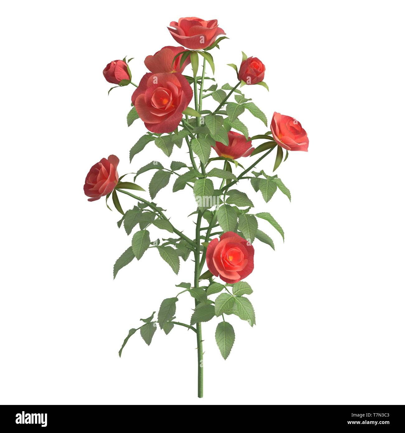 Rose bush isolated on the white background 3d illustration Stock Photo ...