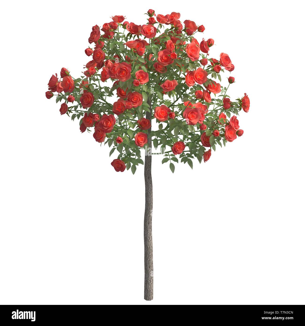 Rose bush isolated on the white background 3d illustration Stock Photo ...