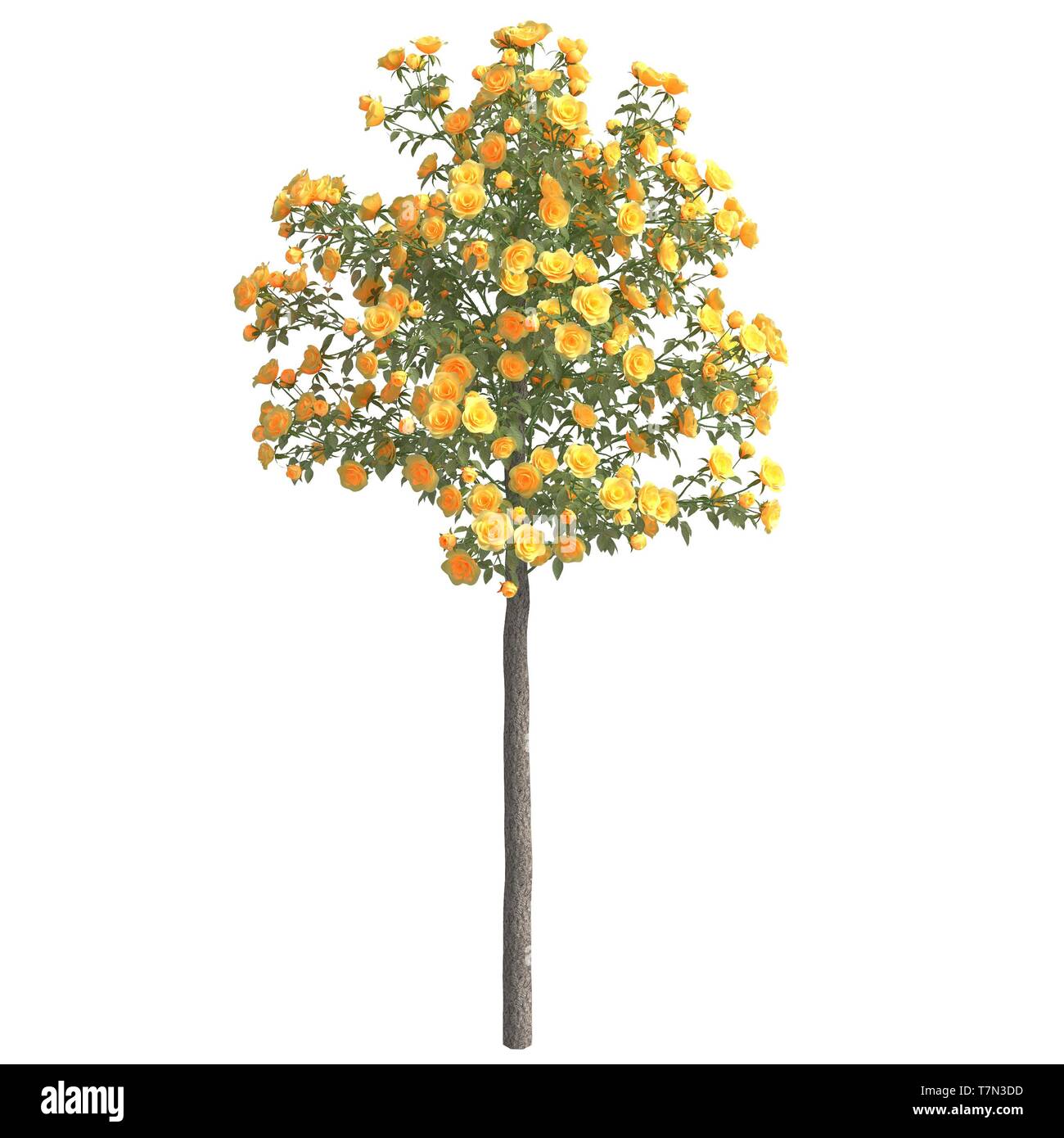 Rose bush isolated on the white background 3d illustration Stock Photo ...