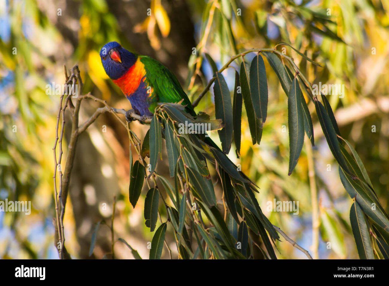 Australian talking bird hi-res stock photography and images - Alamy