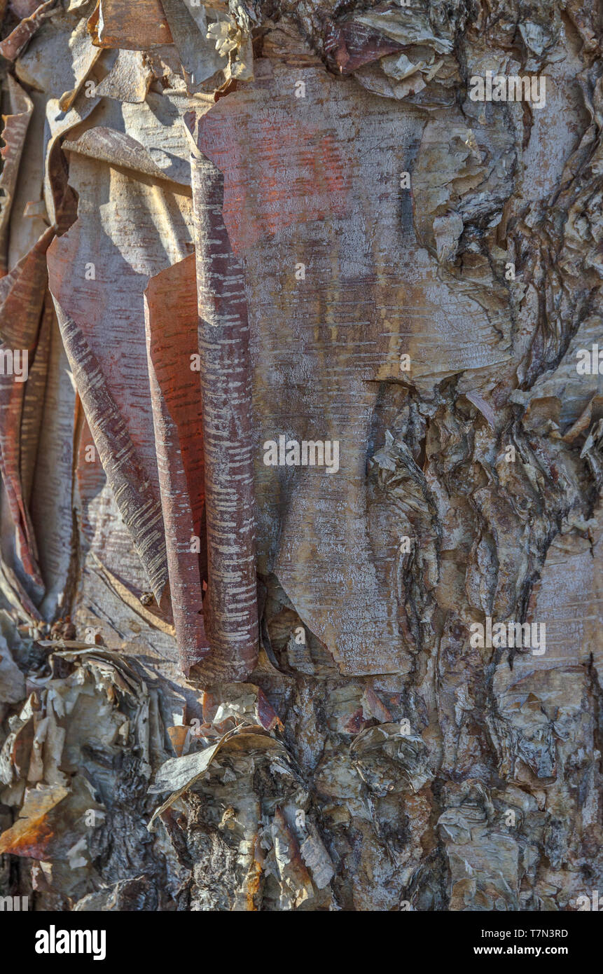 Paper thin bark from a River Birch tree (Betula nigra) with sunlight ...