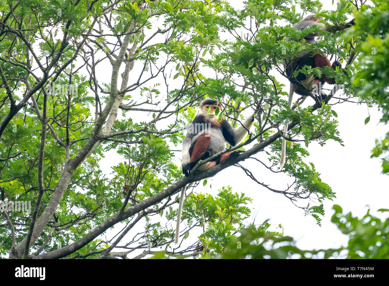 Pygathrix nemaeus on the Son Tra peninsula, Da Nang, Vietnam. This is a ...