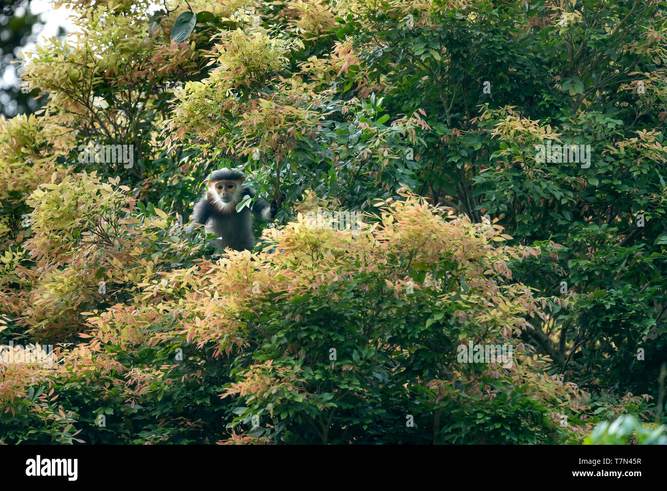 Pygathrix nemaeus on the Son Tra peninsula, Da Nang, Vietnam. This is a ...