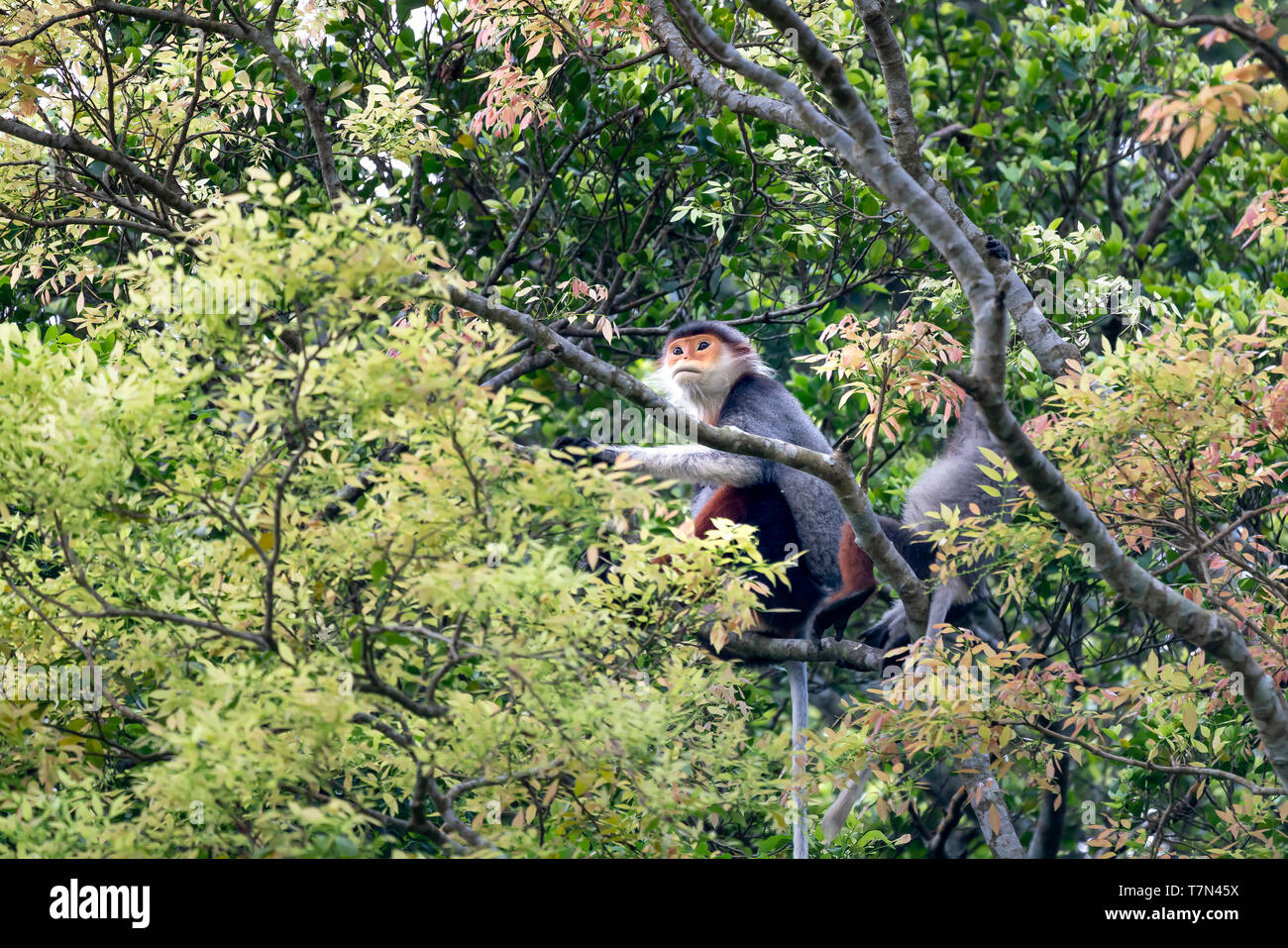 Pygathrix nemaeus on the Son Tra peninsula, Da Nang, Vietnam. This is a ...