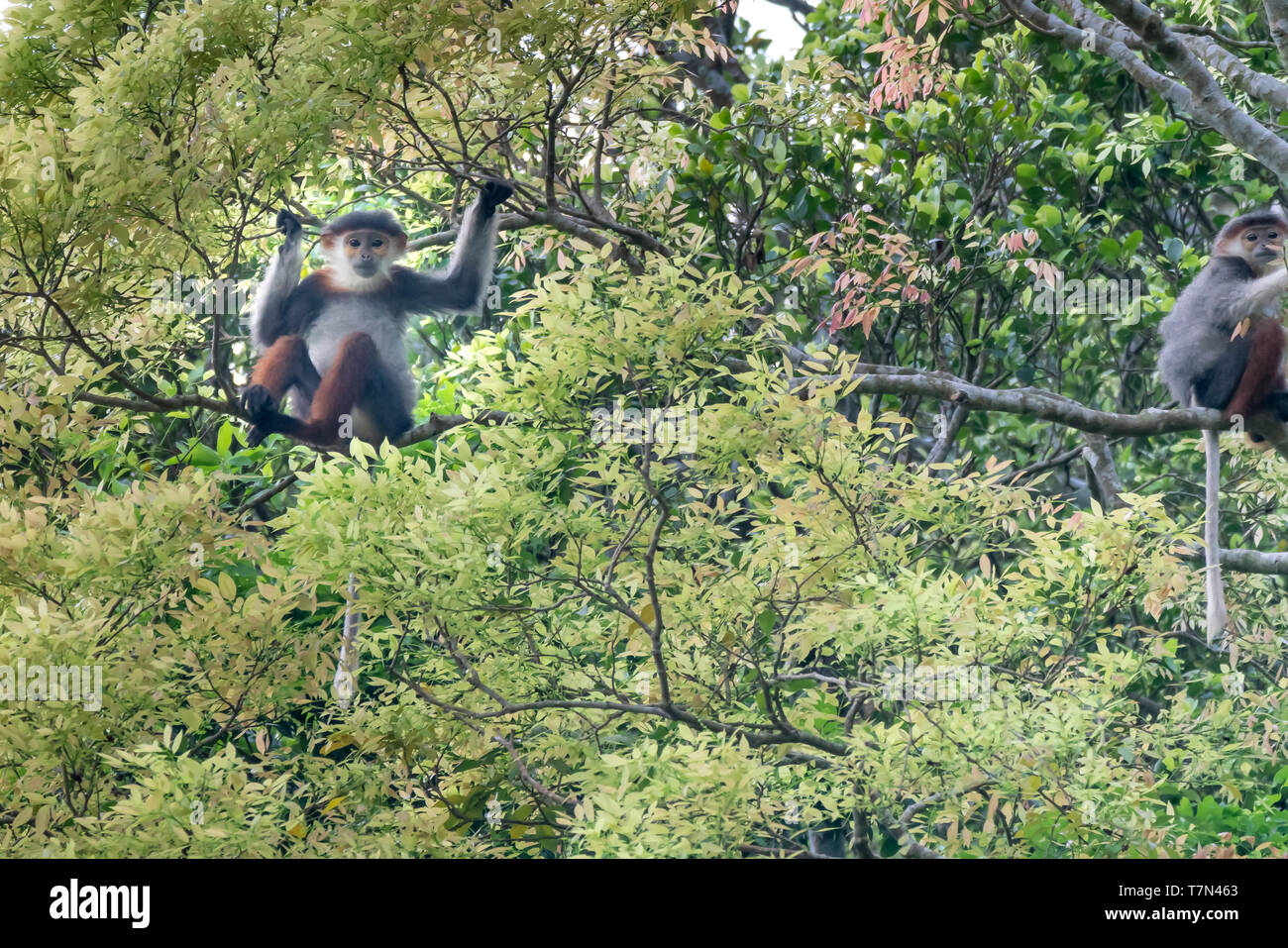 Pygathrix nemaeus on the Son Tra peninsula, Da Nang, Vietnam. This is a ...