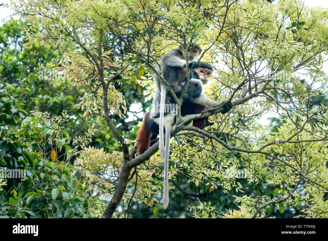 Pygathrix nemaeus on the Son Tra peninsula, Da Nang, Vietnam. This is a ...