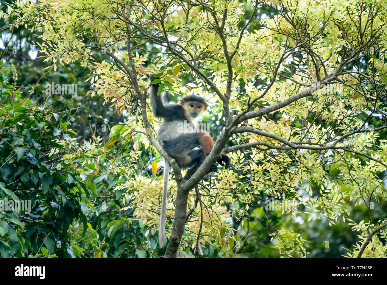 Pygathrix nemaeus on the Son Tra peninsula, Da Nang, Vietnam. This is a ...