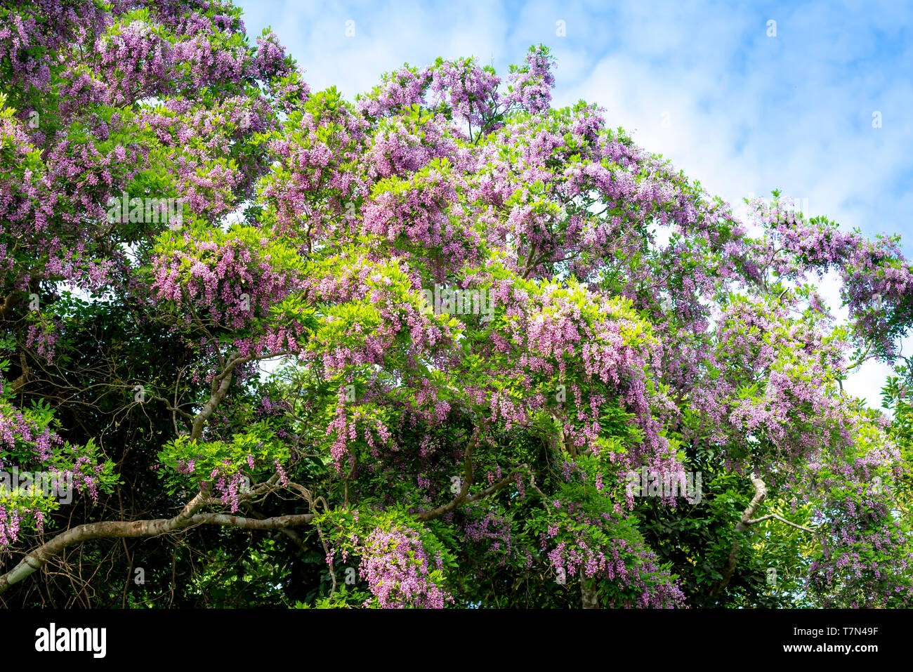 Millettia brandisiana is a perennial plant in the bean family. Purple ...