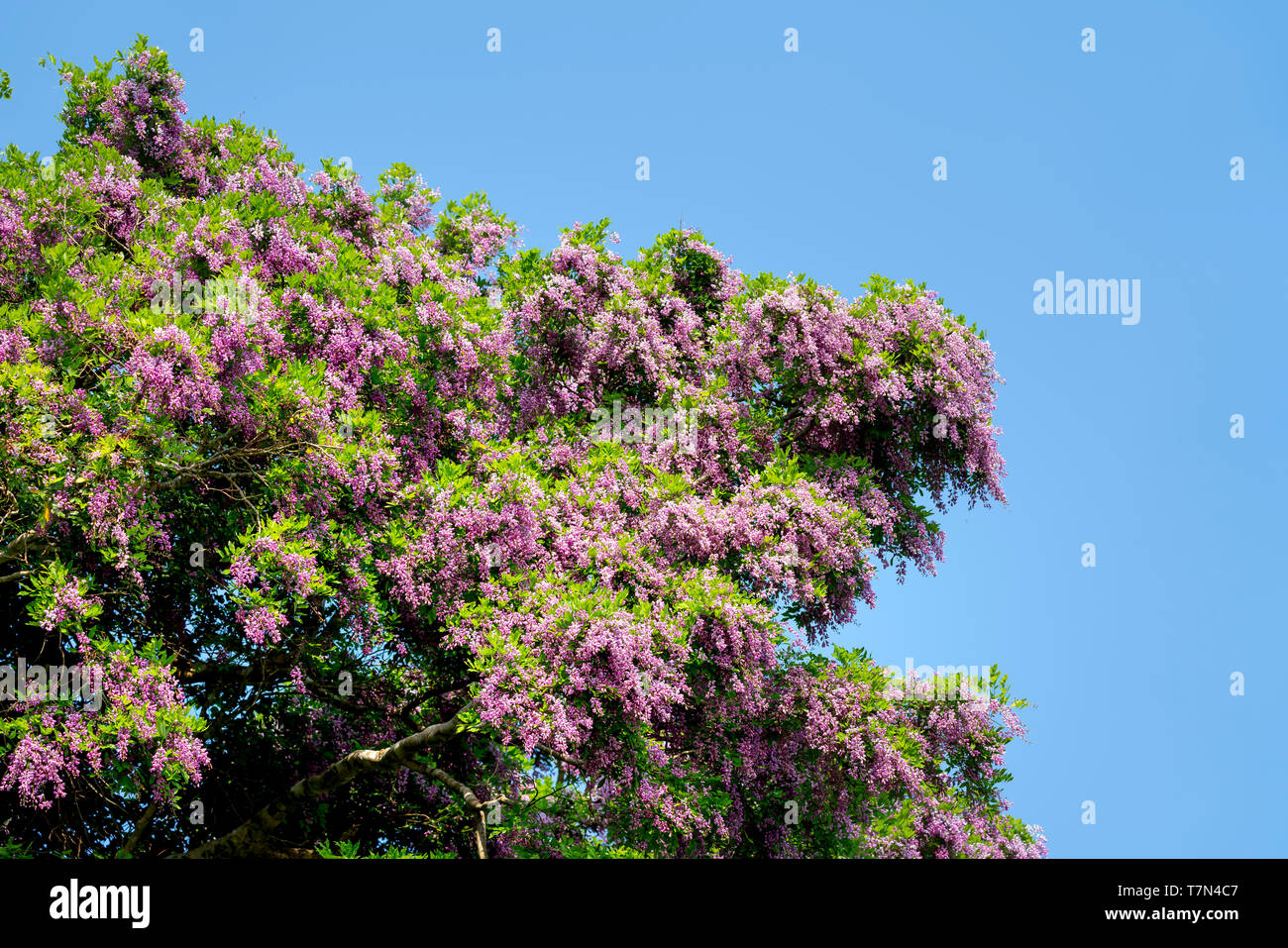 Millettia brandisiana is a perennial plant in the bean family. Purple ...