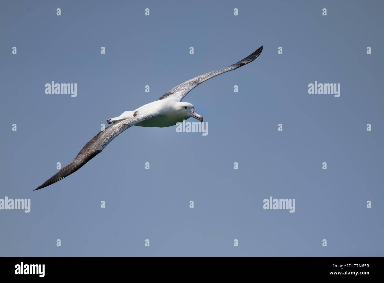 Diomedea epomophora - Southern Royal Albatross flying above the sea in ...