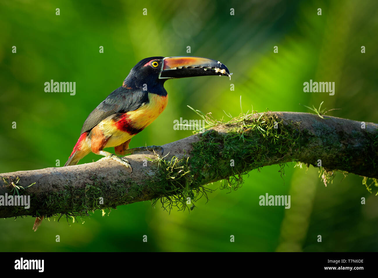 Collared Aracari - Pteroglossus torquatus is toucan, a near-passerine ...