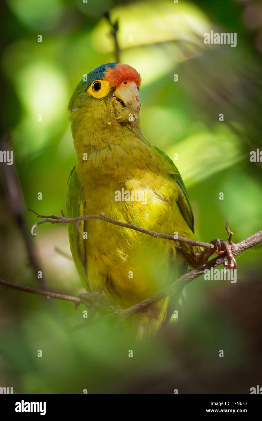 Orange-fronted Parakeet - Eupsittula canicularis or orange-fronted ...