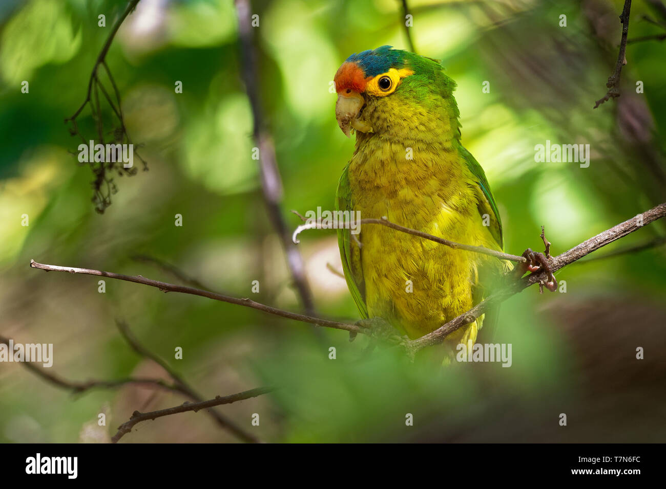Orange-fronted Parakeet - Eupsittula canicularis or orange-fronted ...