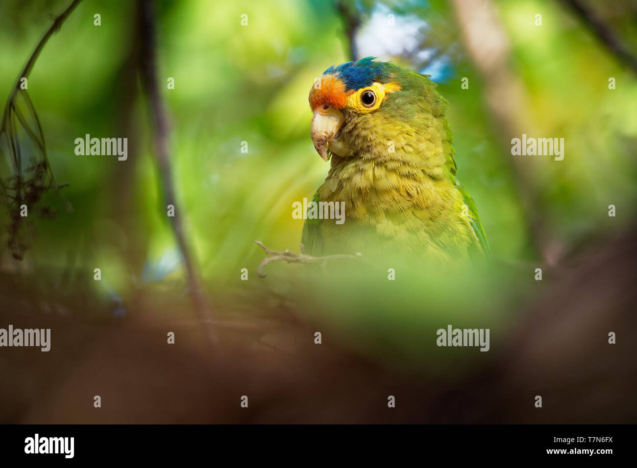 Orange-fronted Parakeet - Eupsittula canicularis or orange-fronted ...