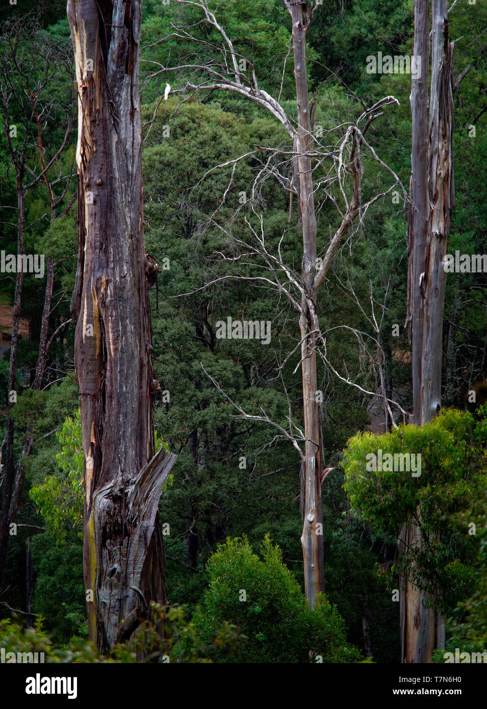 Australian mountain ash forest hi-res stock photography and images - Alamy