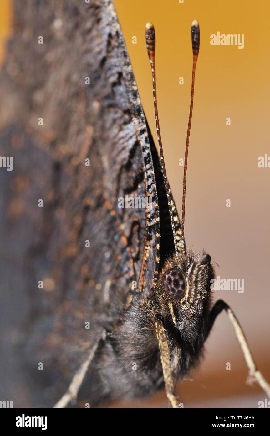 Inconspicuous eyes hi-res stock photography and images - Alamy