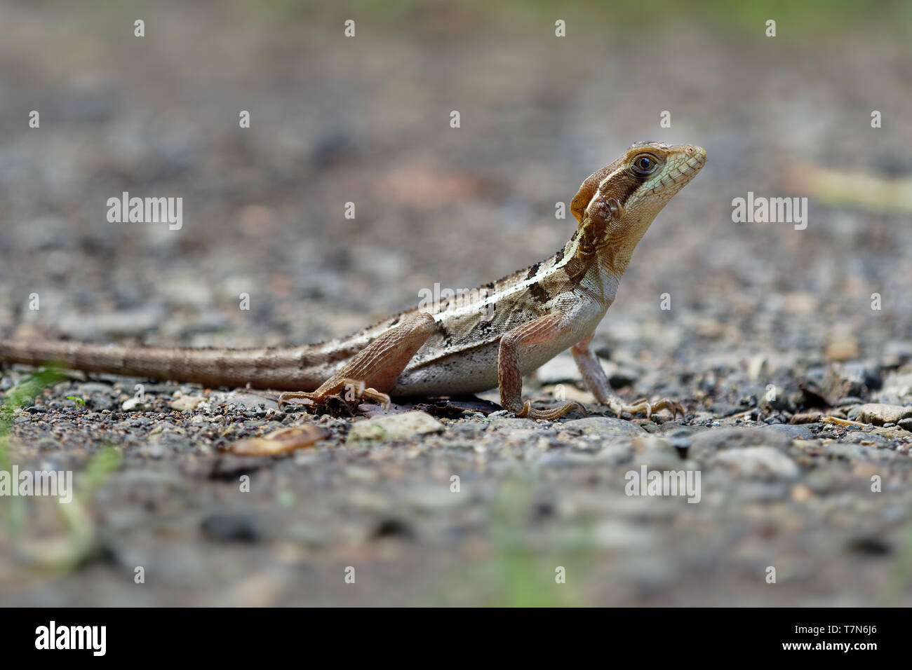 Common basilisk lizard lizard basilisk basiliscus guatemala central ...