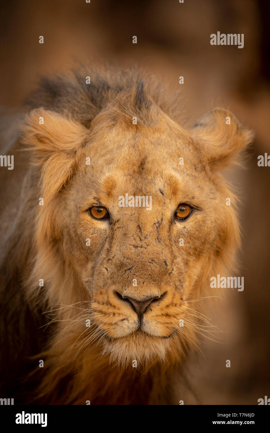 Gir forest hi-res stock photography and images - Alamy