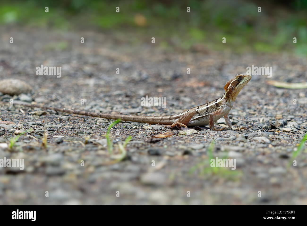 Brown basilisk hi-res stock photography and images - Alamy