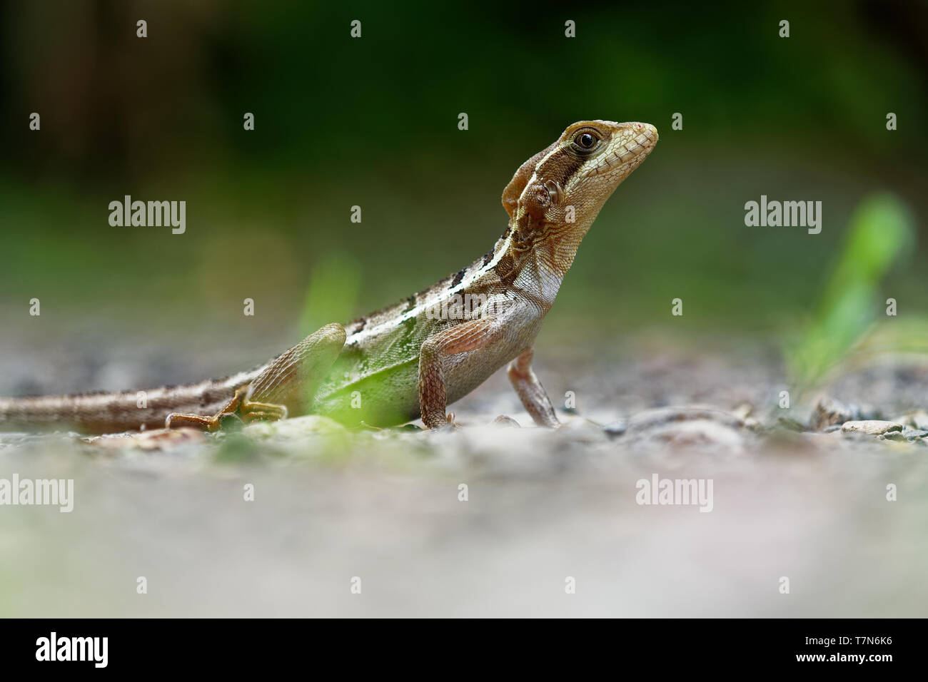 Brown Basilisk - Basiliscus vittatus, referred to as the striped ...
