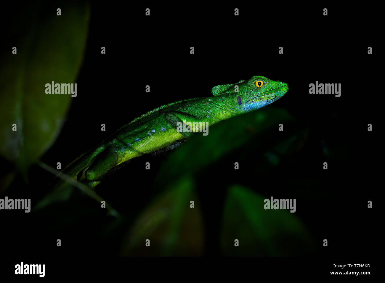 Green Basilisk - Basiliscus plumifrons also called the green basilisk ...