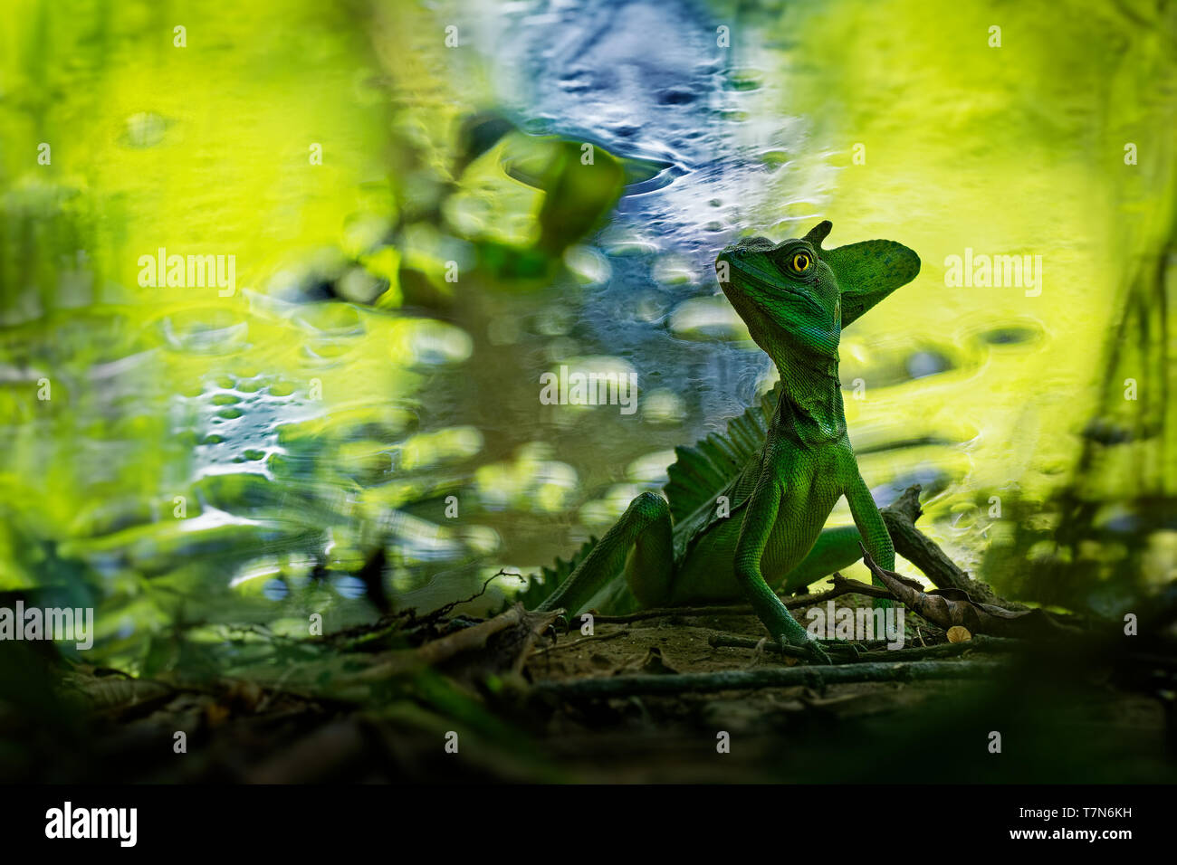Green Basilisk - Basiliscus plumifrons also called the green basilisk ...