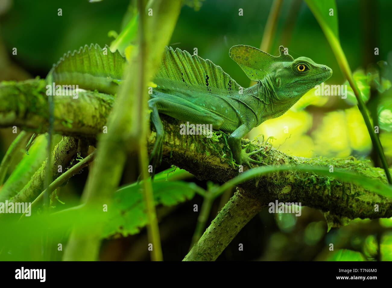Basilisk Lizard High Resolution Stock Photography and Images - Alamy