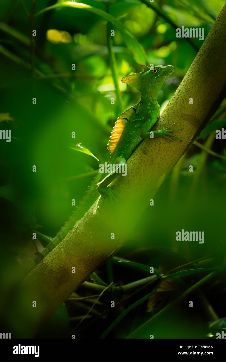 Green Basilisk - Basiliscus plumifrons also called the green basilisk ...