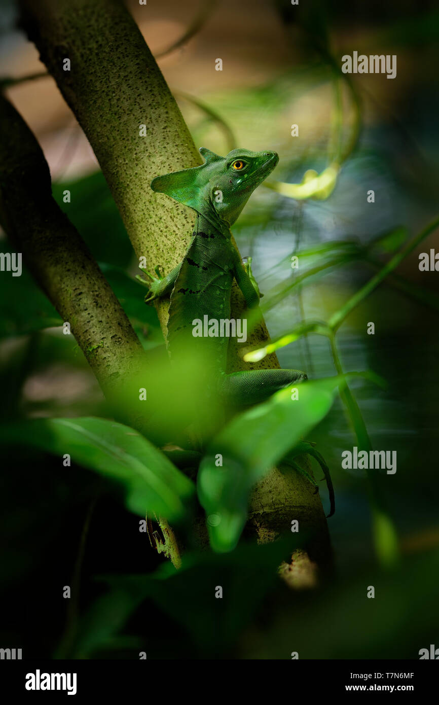 Basilisk Lizard High Resolution Stock Photography and Images - Alamy