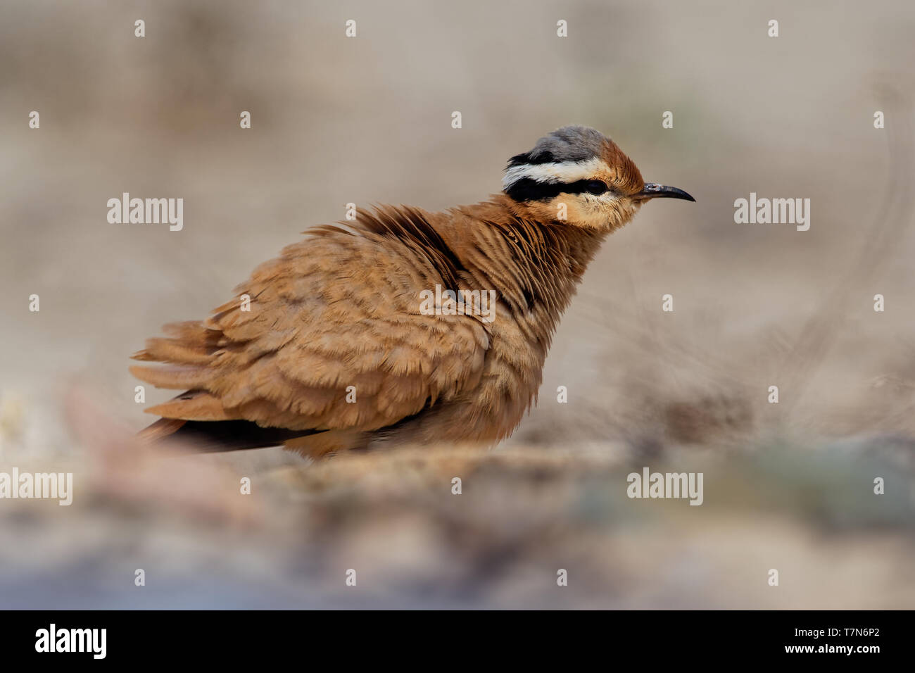 Cream-colored Courser (Cursorius cursor) in the sand desert on the ...