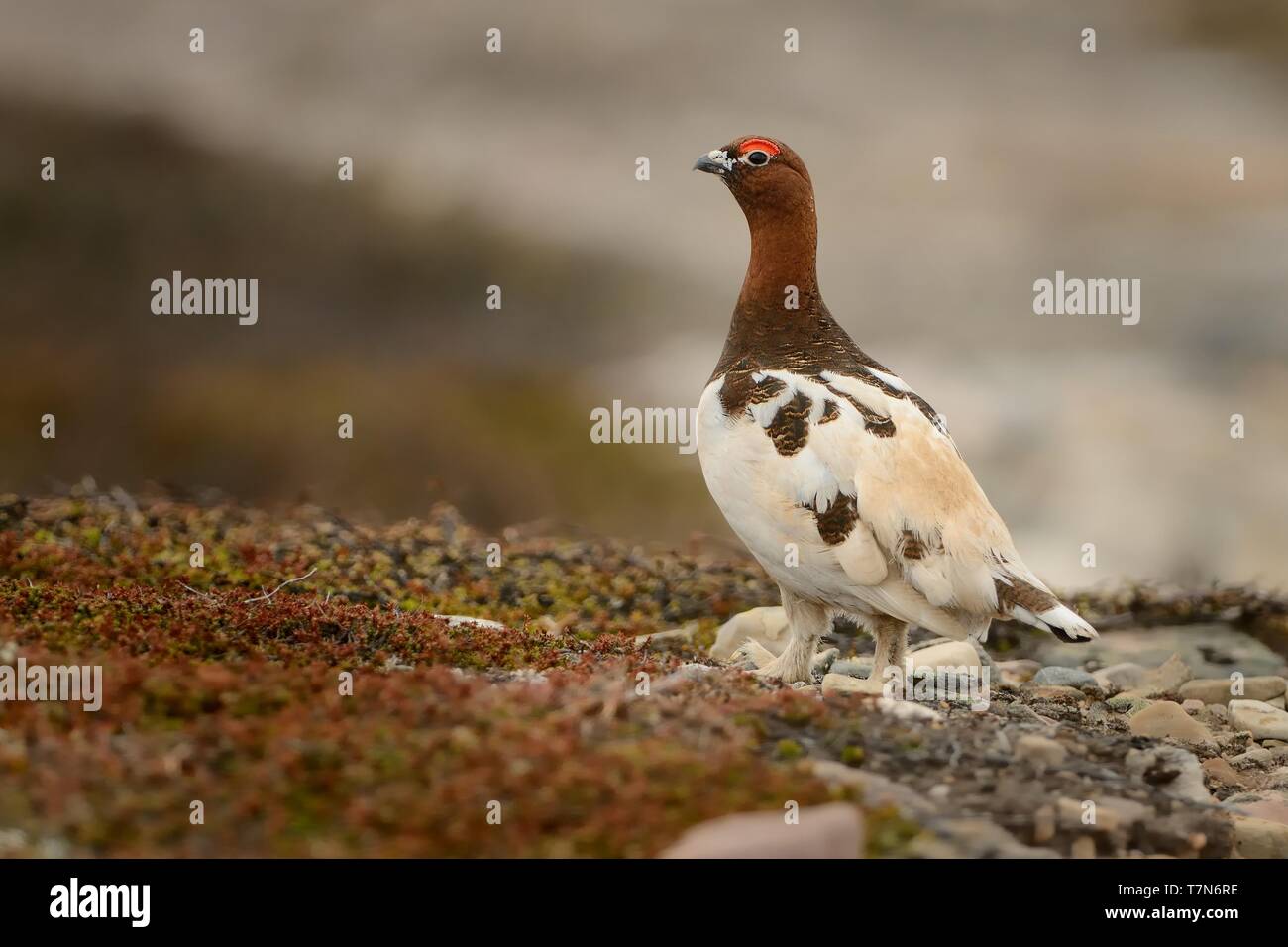 Norwegian national bird hi-res stock photography and images - Alamy