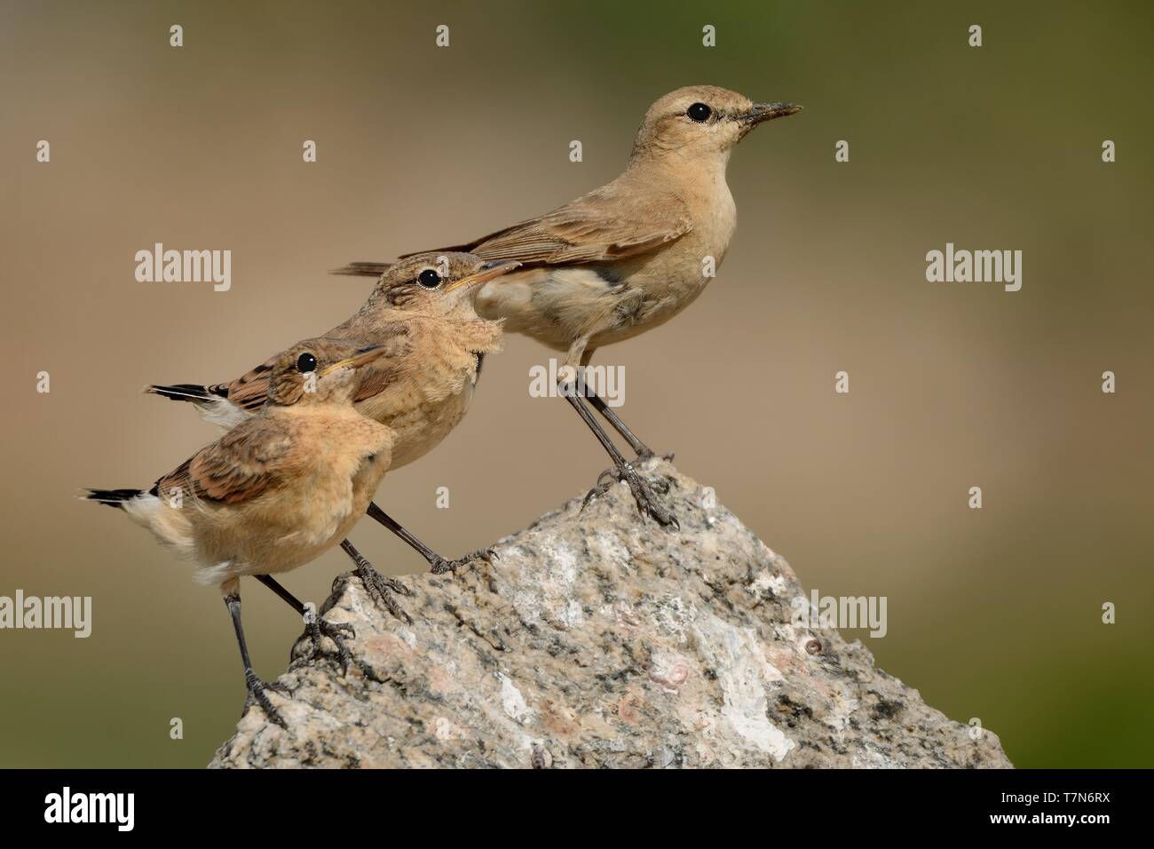 Isabelline Wheatear - Oenanthe isabellina male with his chicks during ...