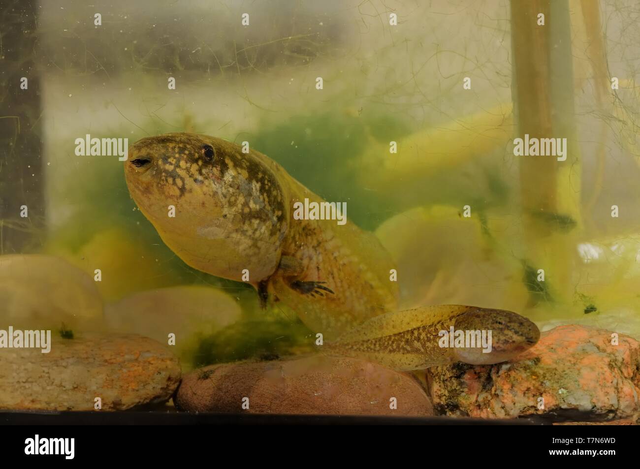 Frog Common Spadefoot - Pelobates fuscus tadpole under water Stock ...