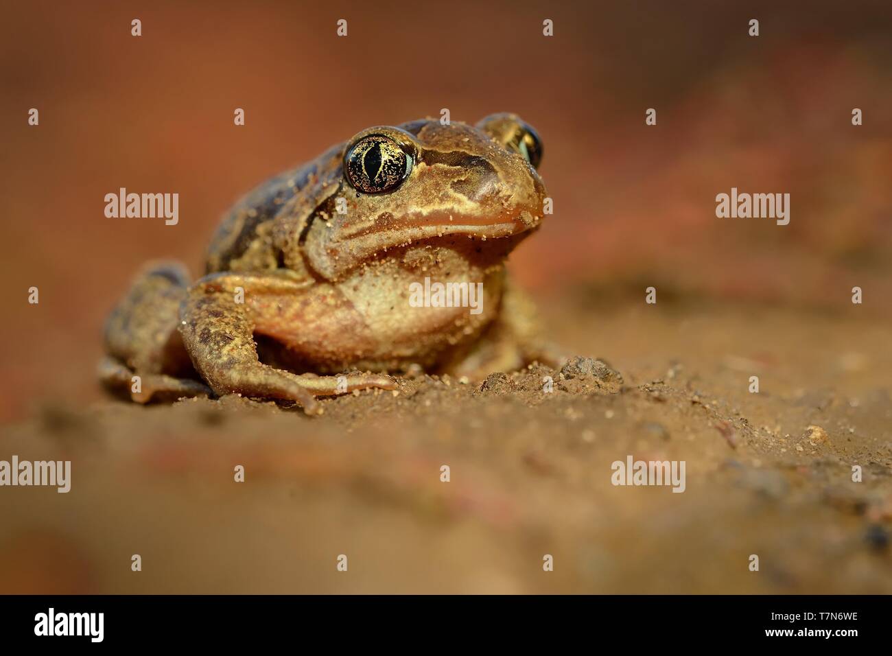 Frog Common Spadefoot - Pelobates fuscus sitting on the mud Stock Photo ...