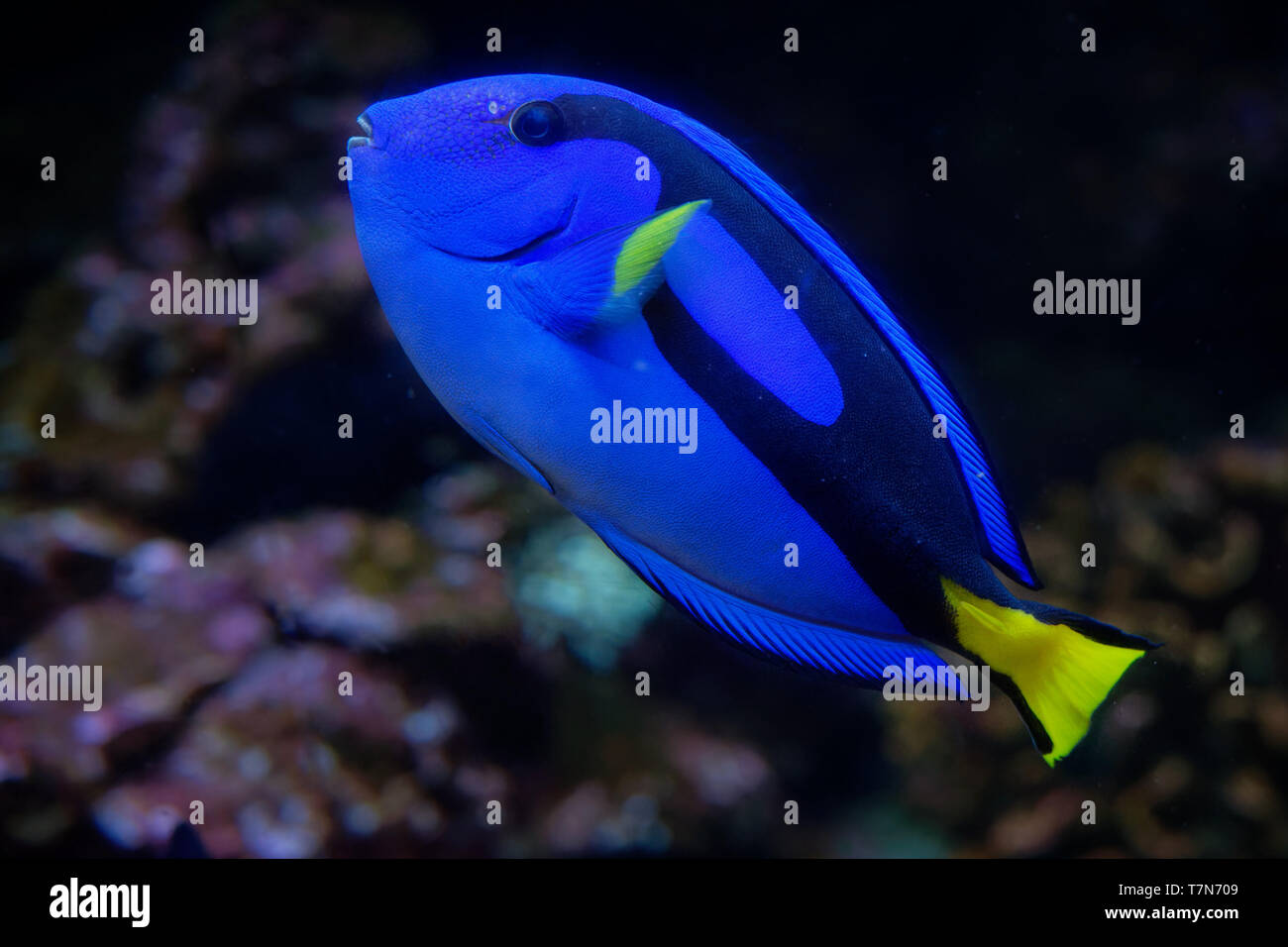 Palette Surgeonfish - Paracanthurus hepatus is a species of Indo ...