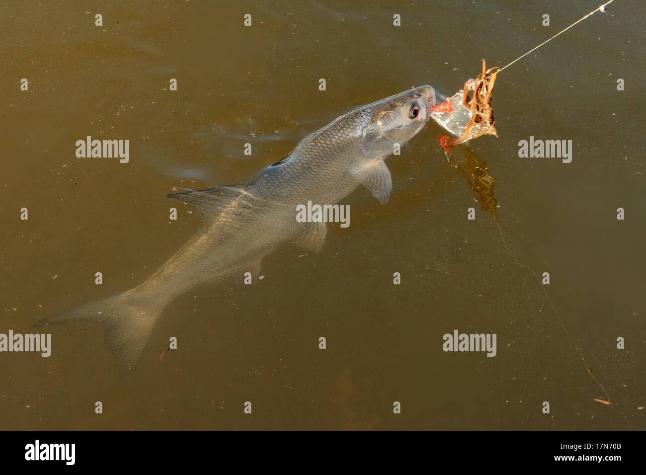 Caught asp (Leuciscus aspius) caught by fisherman Stock Photo - Alamy