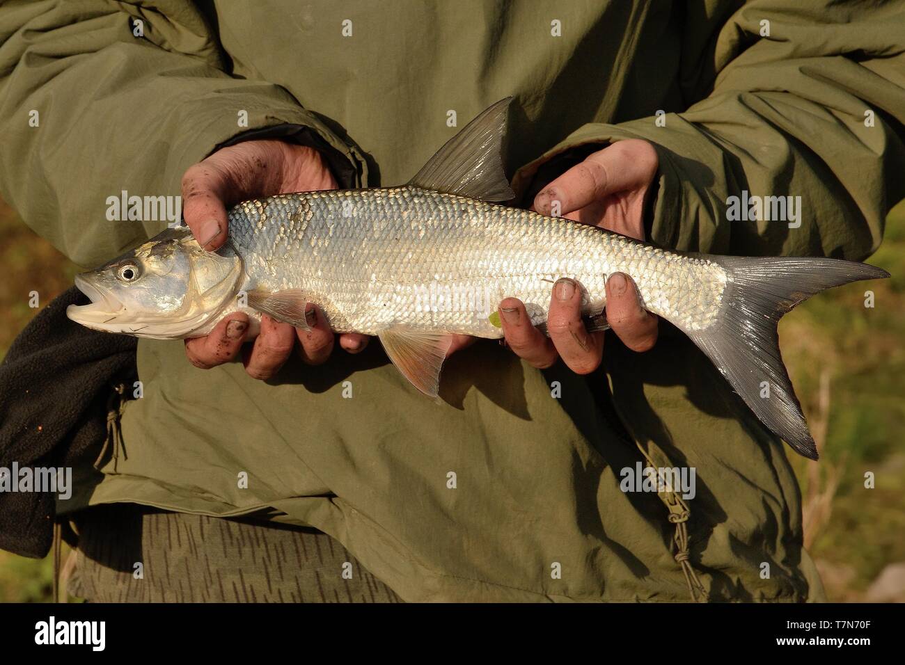 Caught asp (Leuciscus aspius Stock Photo - Alamy