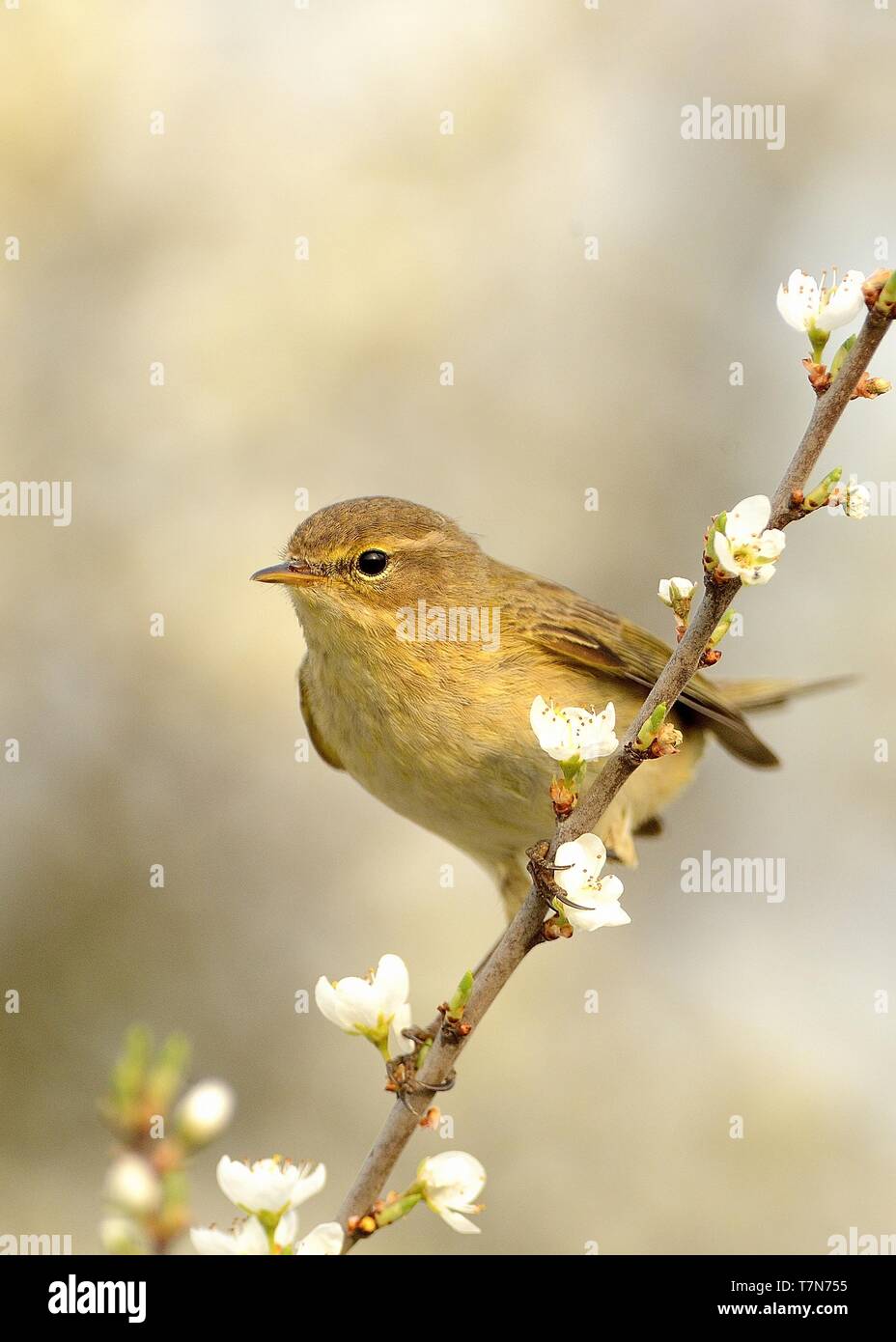 Common Chiffchaff (Phylloscopus collybita) sitting on the blooming ...