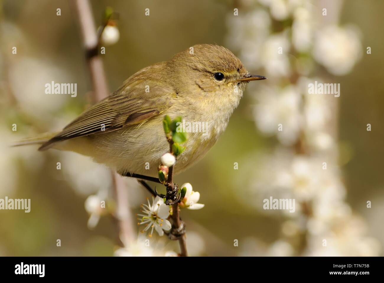Common Chiffchaff (Phylloscopus collybita) sitting on the blooming branch with flowers, light ...