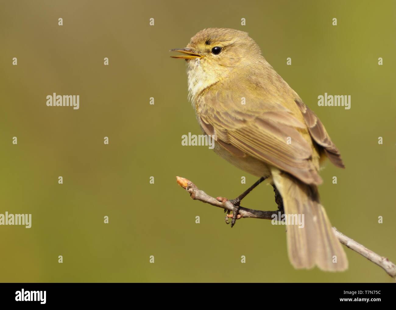 Common Chiffchaff (Phylloscopus collybita) sitting on the blooming ...